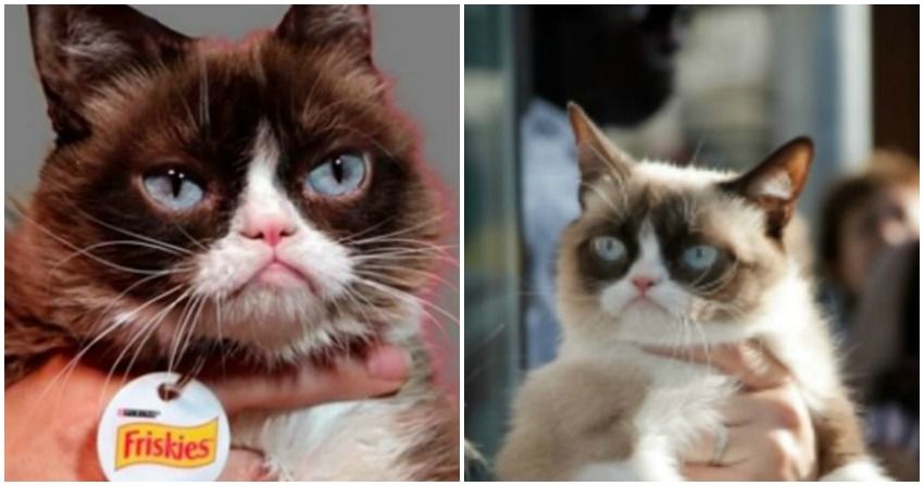 Internet Sensation Grumpy Cat Has Died