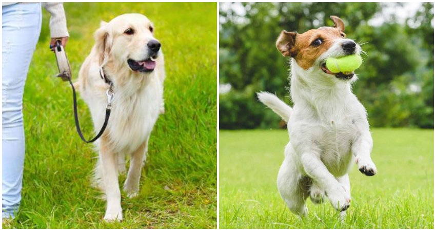 Owning A Dog Is Good For Your Health, Study Says