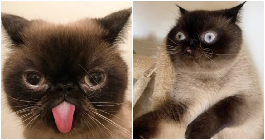 Cat Who Struggles To Close His Mouth Has Gone Viral On Social Media