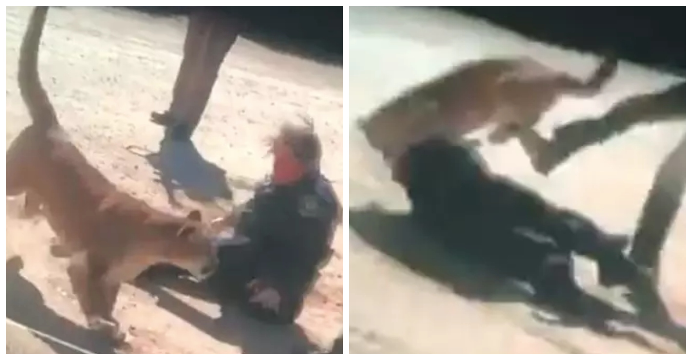 Police Officer Attacked By Mountain Lion Before It Is Shot Dead
