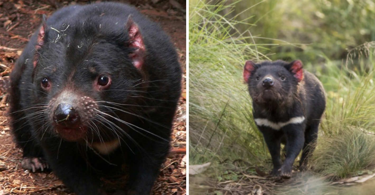 Tasmanian Devil Returns To Australian Wild For First Time In 3000 Years