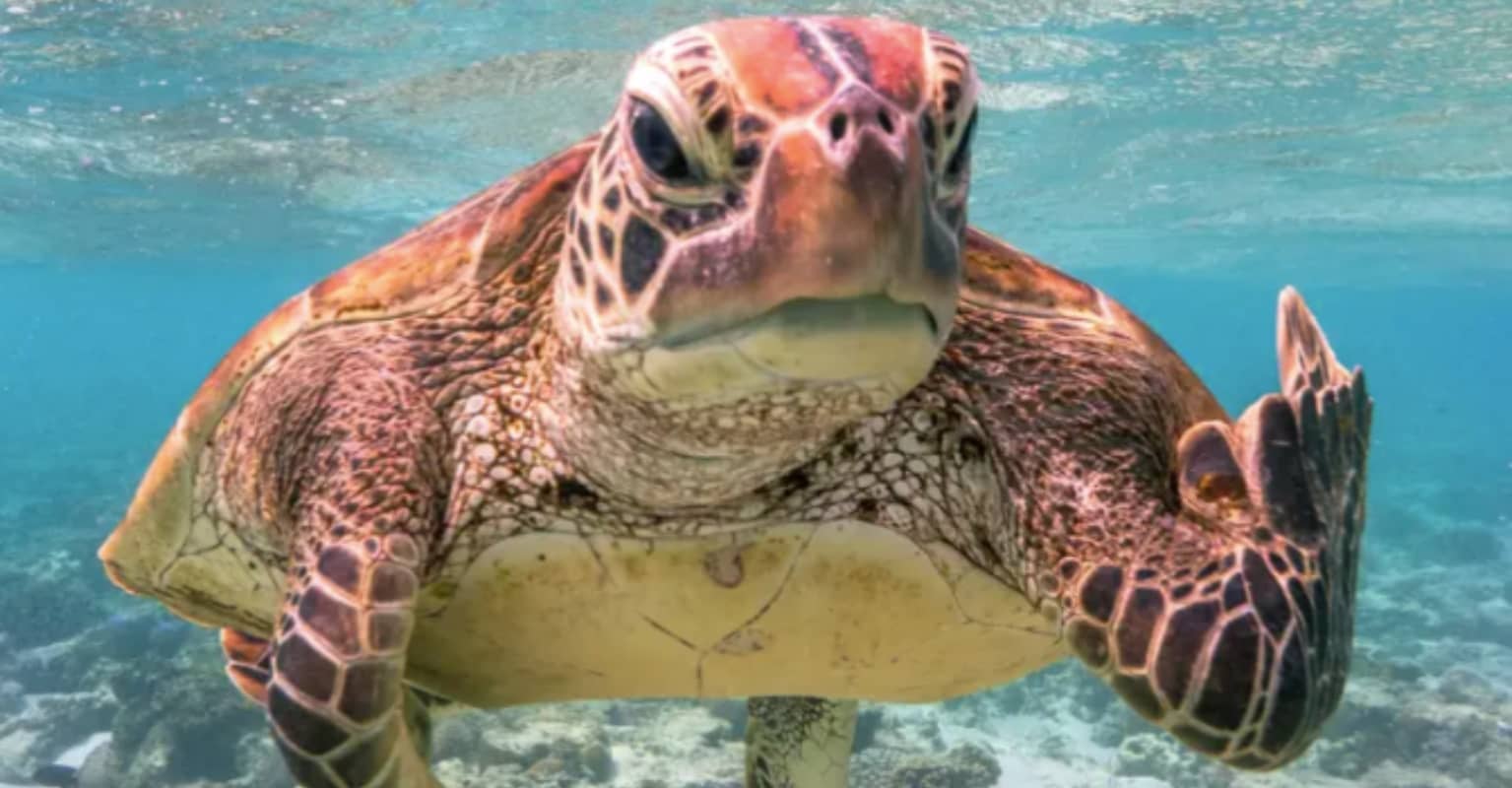 Photograph Of Grumpy Turtle 'Giving The Finger' Wins Comedy Wildlife ...