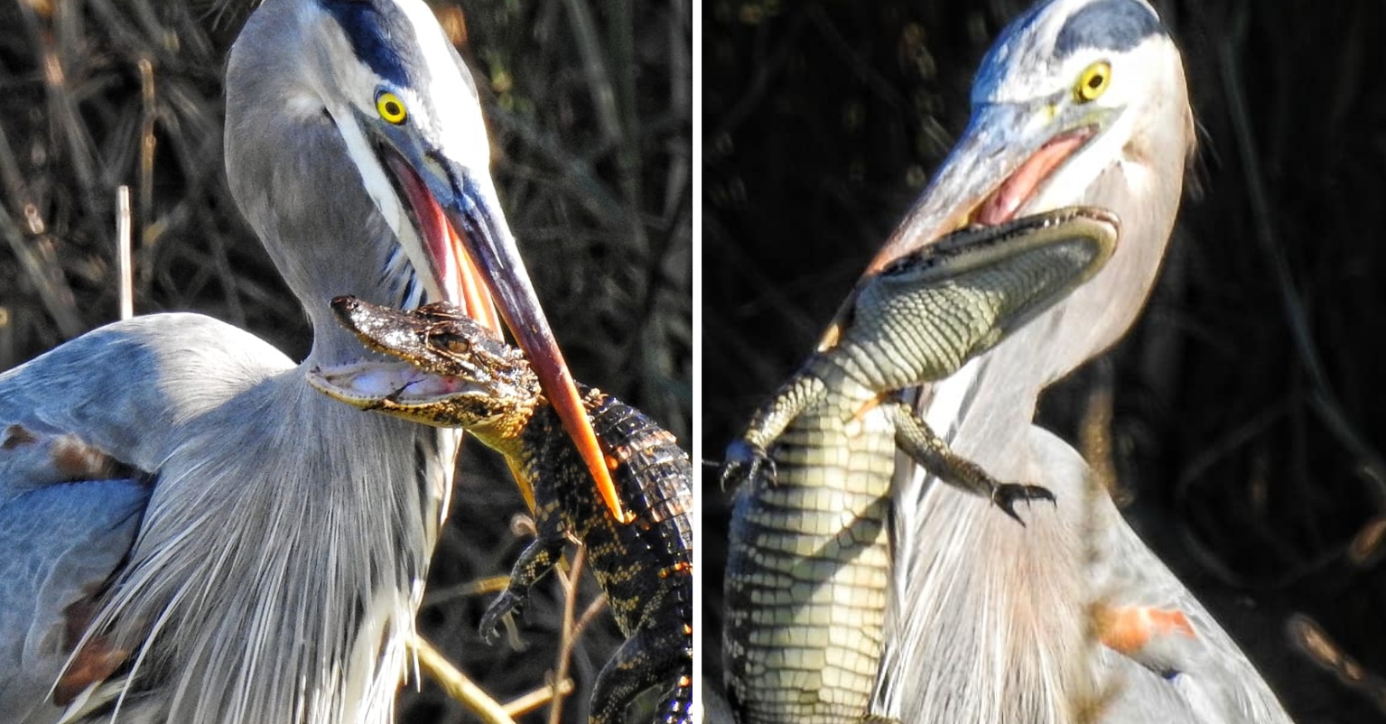 Woman Captures Huge Bird Eating An Alligator Whole