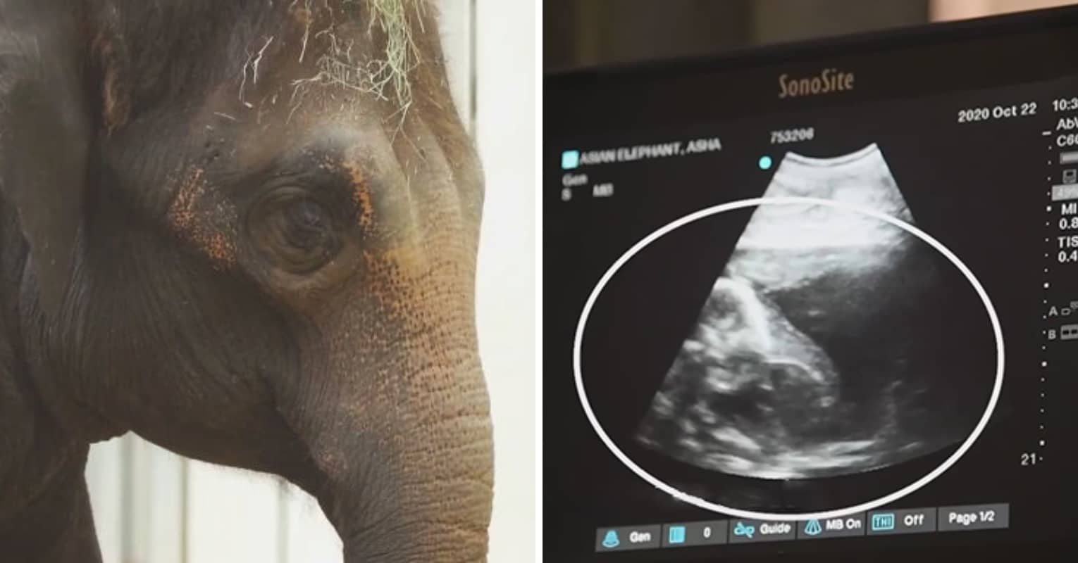 Zoo Shares Adorable Ultrasound Of Baby Elephant