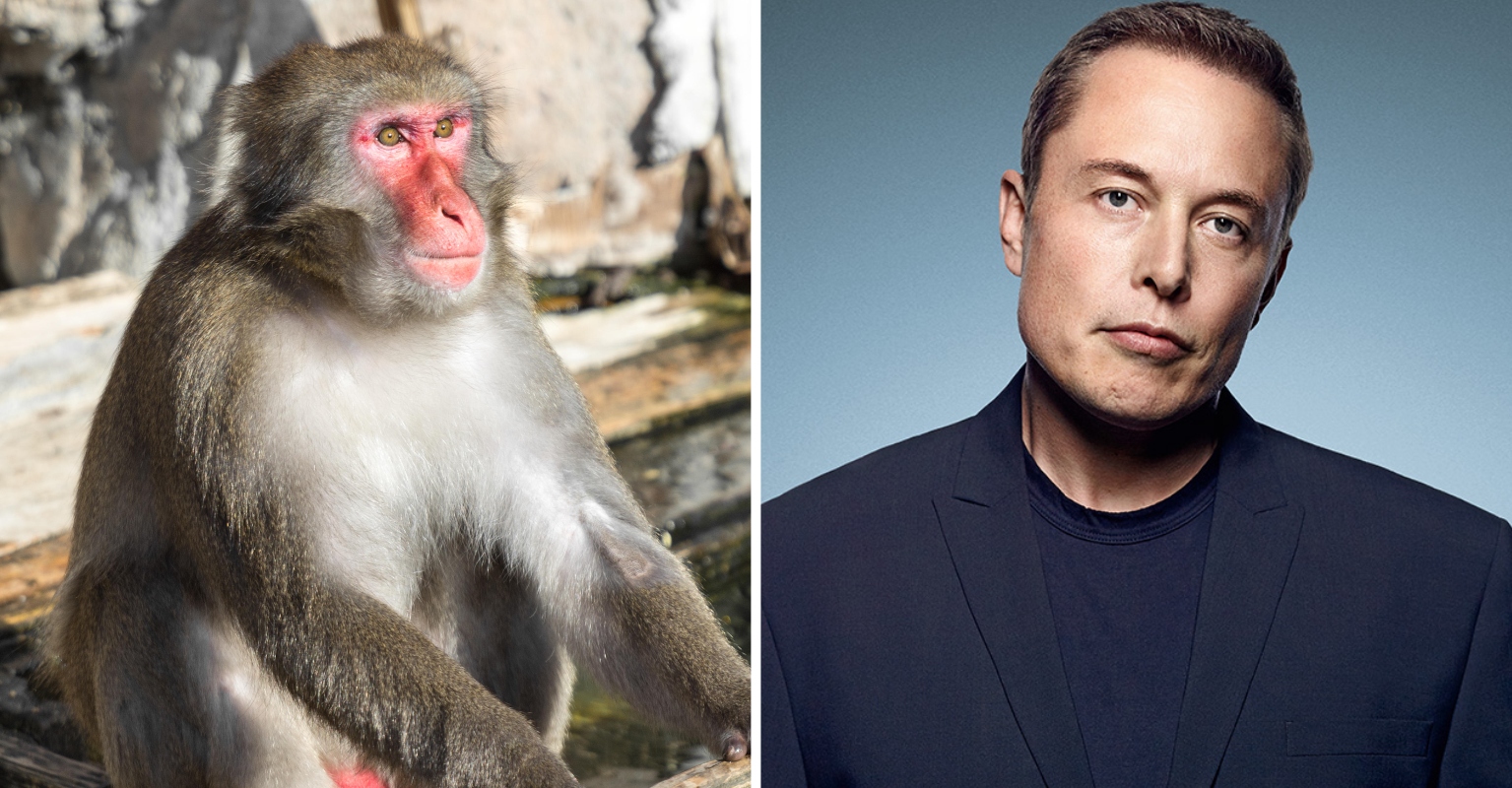 Elon Musk's Company Confirms Monkeys Died When They Implanted Computer ...
