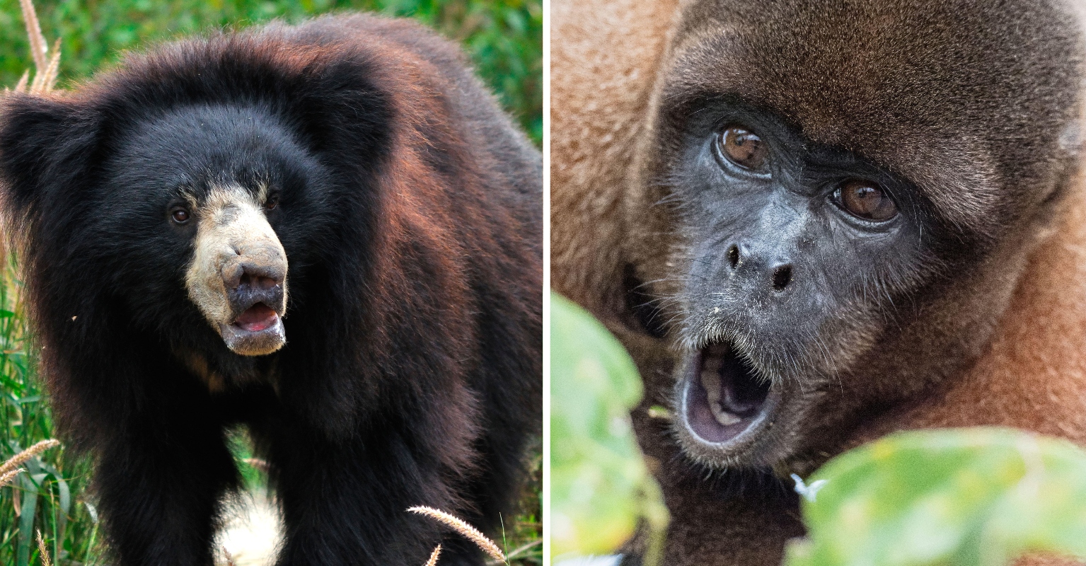 Ecuador Becomes First Country In The World To Give Legal Rights To Wild ...