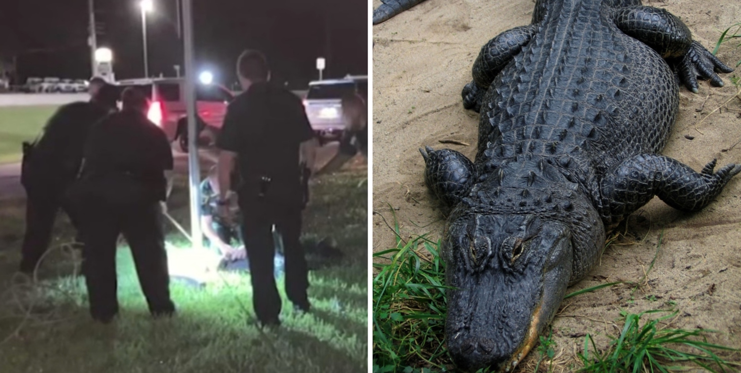 Florida Man Bitten By Alligator After Mistaking It For A Dog