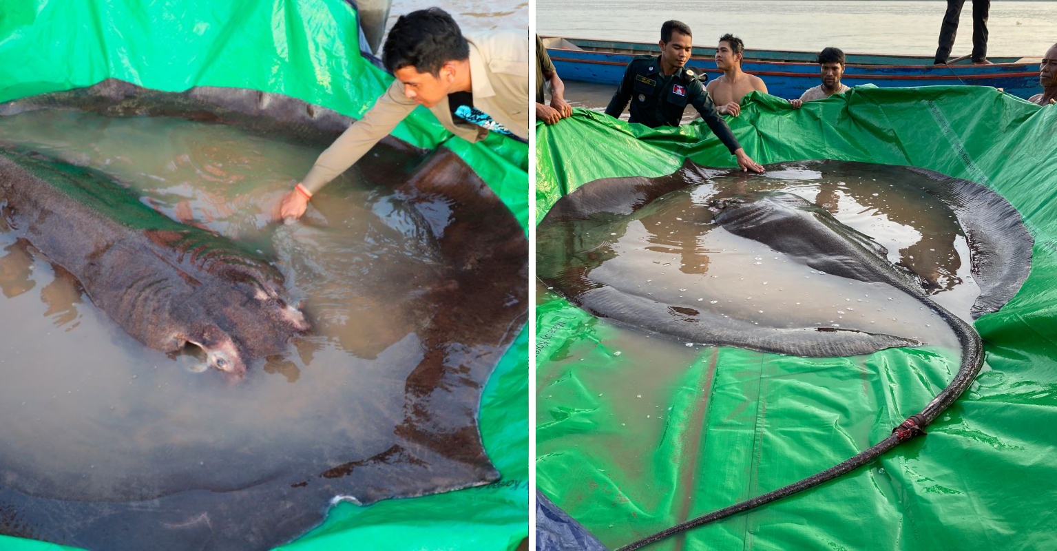 Biggest Stingray Ever Recorded
