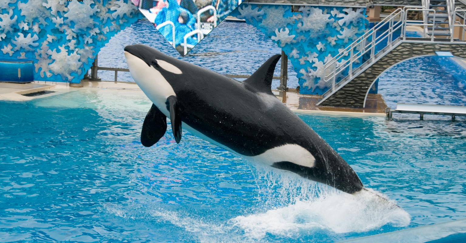Video Shows SeaWorld Trainer Screaming For Help As Killer Whales Drag ...
