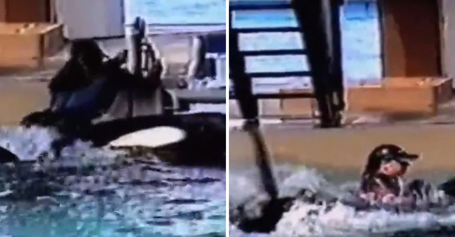 Video Shows SeaWorld Trainer Screaming For Help As Killer Whales Drag ...
