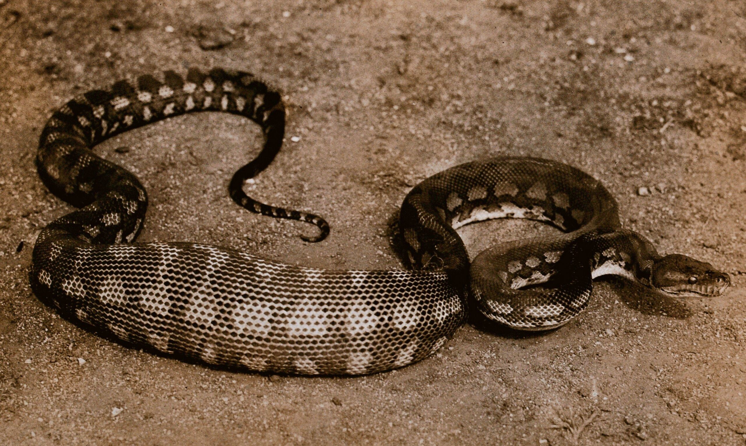 Boy, 5, Rescued By Grandpa After Being Bitten, Constricted And Dragged Into Pool By Python
