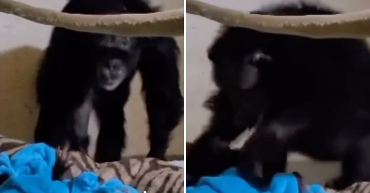 Heartwrenching Moment Chimpanzee Mom Is Reunited With Her Newborn
