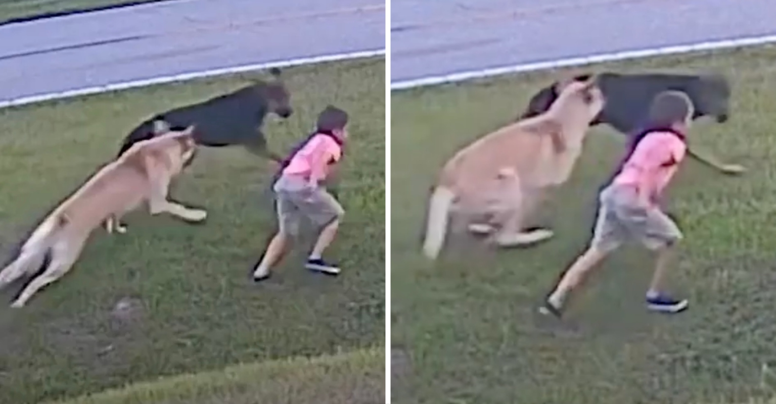 Family’s German Shepherd Saves Boy, 6, From Potential Dog Attack