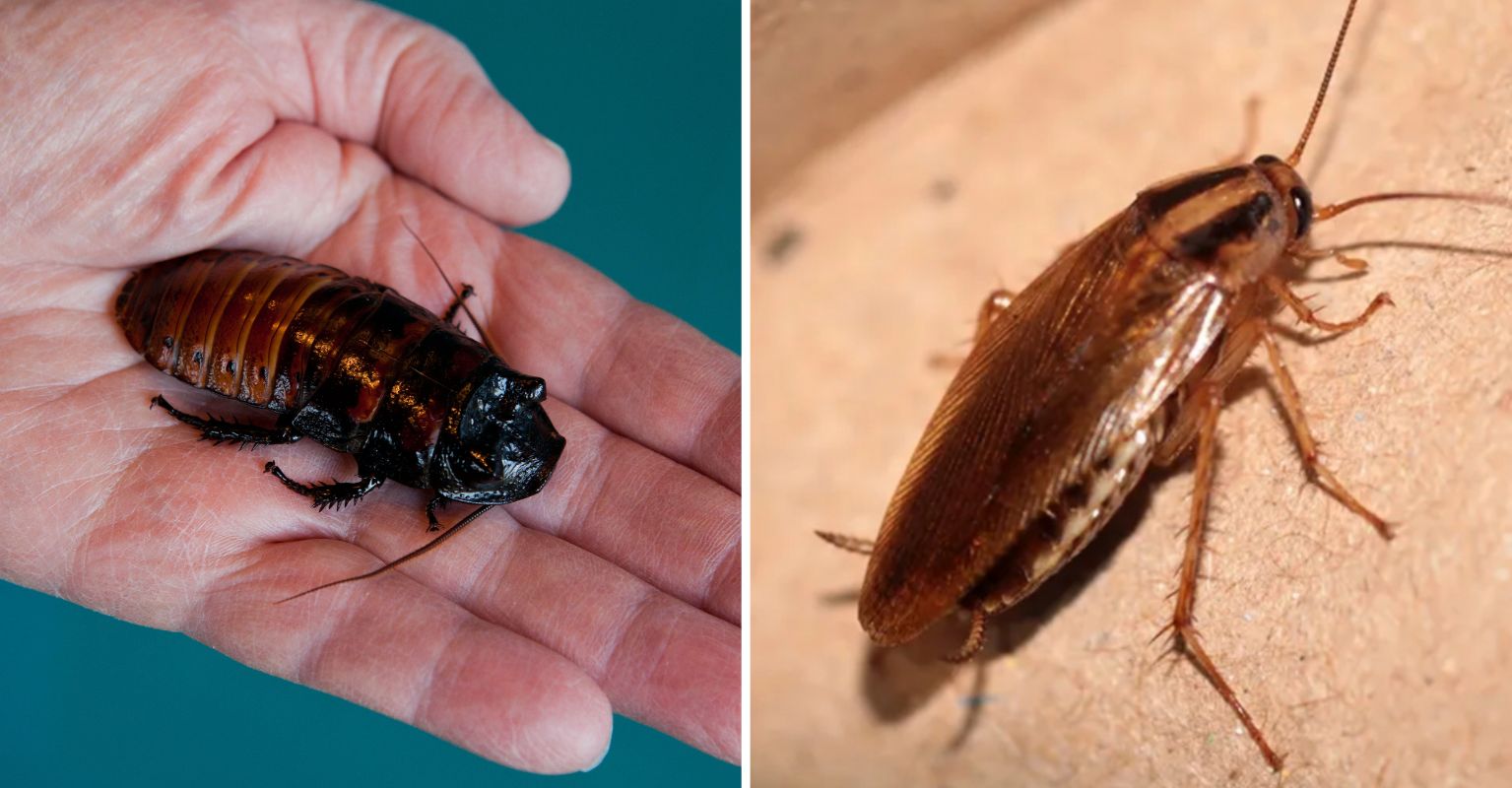 Zoo Lets You Name A Cockroach After Your Ex For Valentine's Day