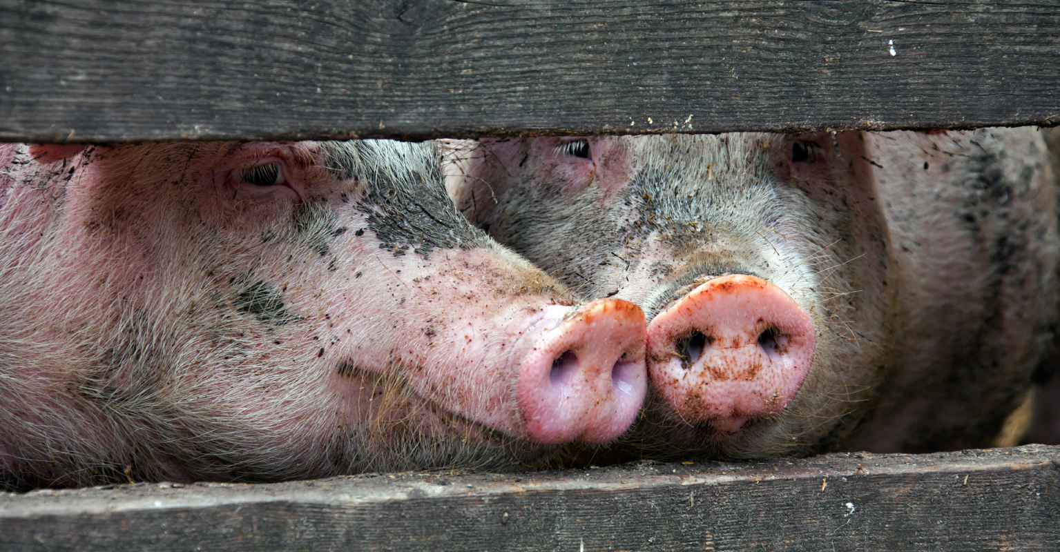 Pig Kills Cleaver-Wielding Butcher At Slaughterhouse