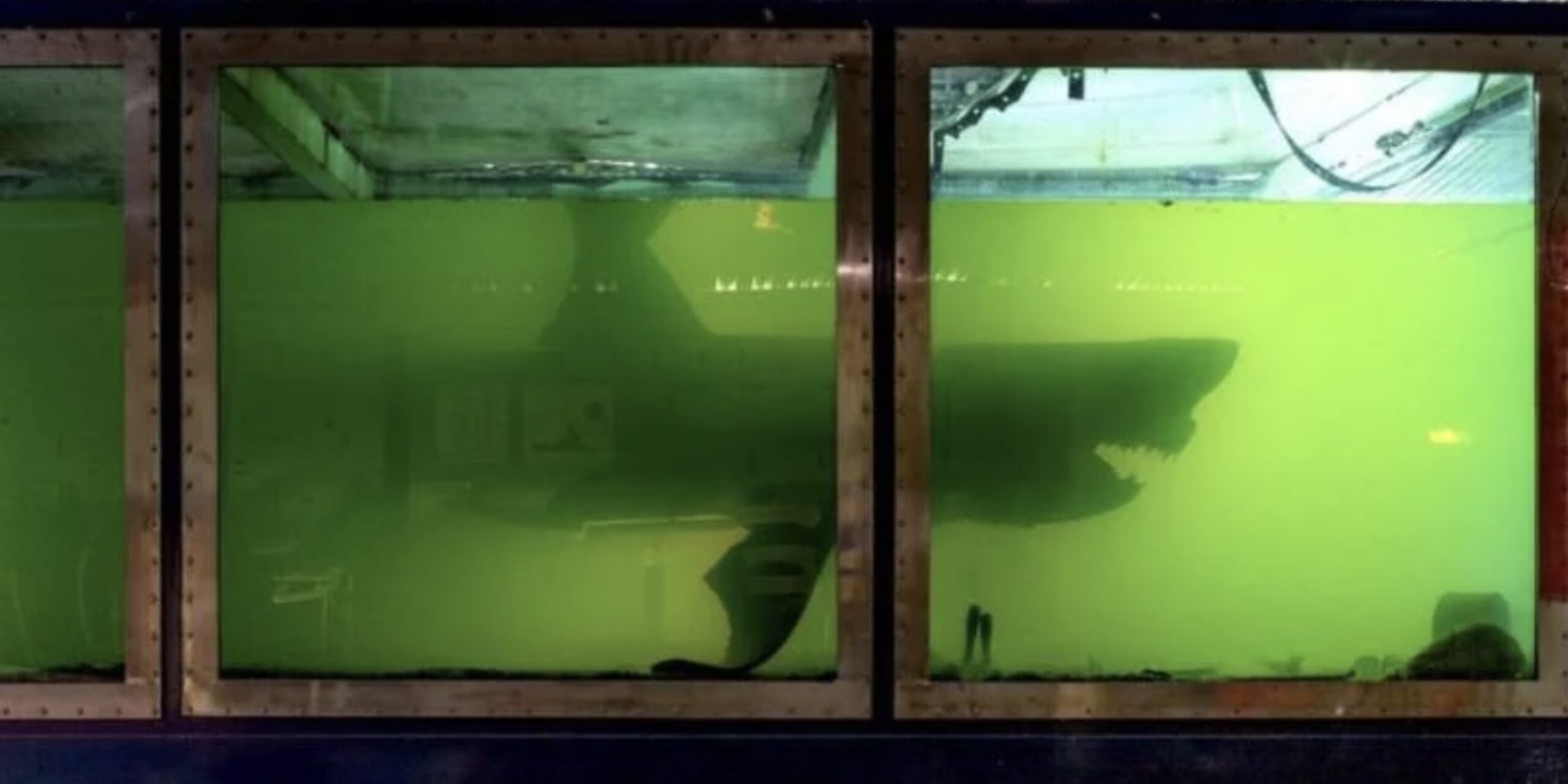 Great White Shark Carcass Discovered In Creepy Abandoned Wildlife Park