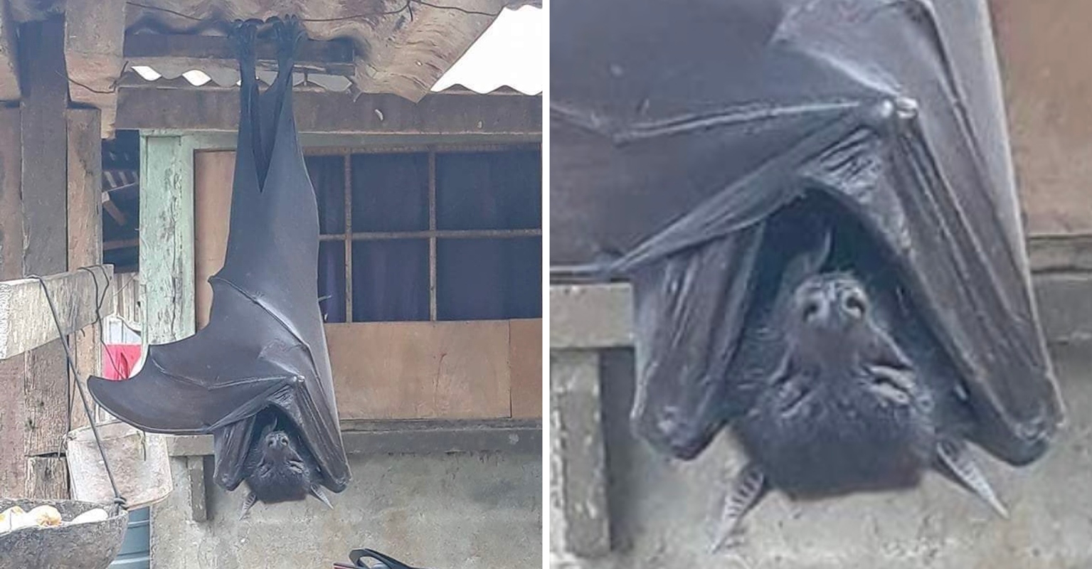 People Stunned To Learn Viral Photo Of Giant 'Megabat' Is Actually Real