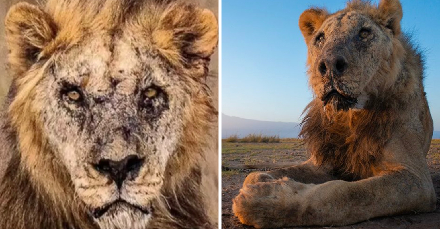 'World's Oldest Lion' Dies After Being Speared By Herders