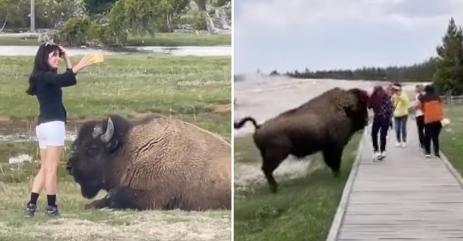 Tourists Very Narrowly Escape Being Gored After ‘Trying To Pet’ Bison ...