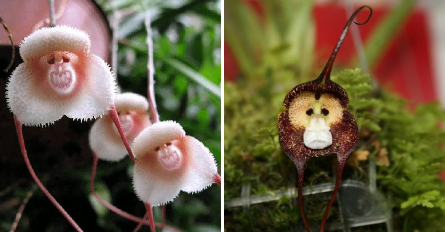 These Rare Orchids Look Just Like Tiny Monkey Faces