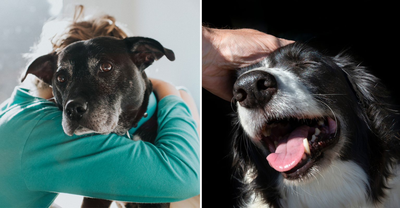 Animal Behaviorist Explains Why Pet-Owners Shouldn’t Hug Their Dogs