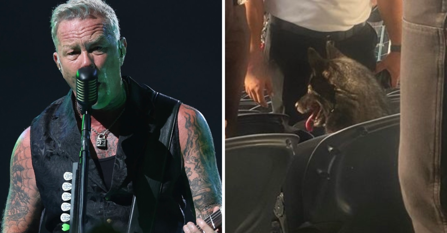 Dog Sneaks Out Of Owner's Home And Is Spotted Sitting In Metallica Concert