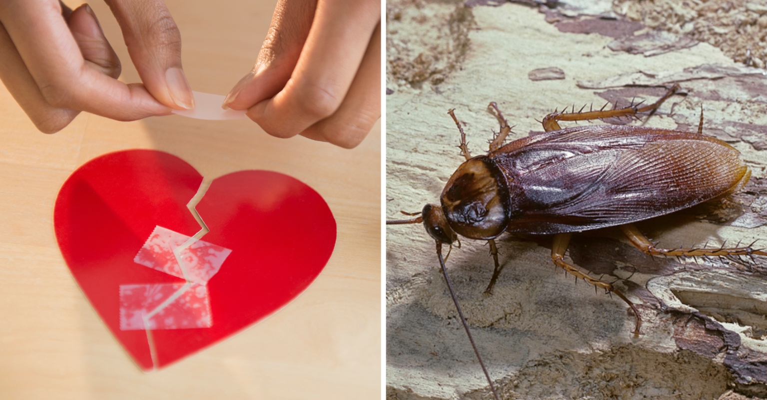 Singles Can Name A Cockroach After Their Ex And Have It Fed To A Zoo ...
