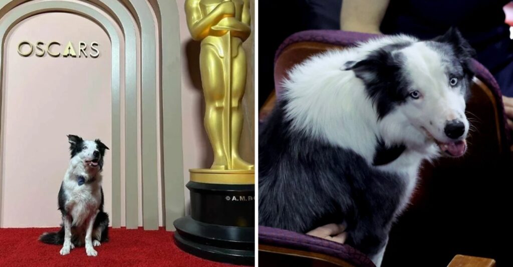 People Are thrilled As The Dog From 'Anatomy Of A Fall' Takes His Seat ...