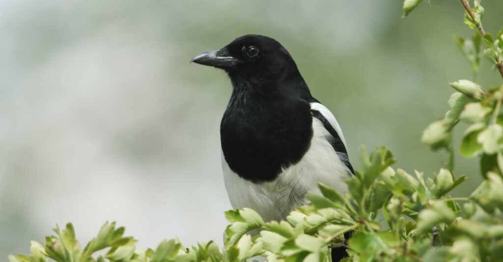 Molly The Magpie Shares Joyous Reunion With Dog 'Best Friend' After ...