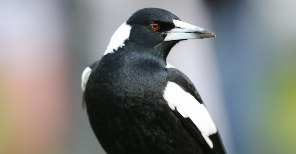 Molly The Magpie Will Be Reunited With Best Friend Peggy The Dog - But ...